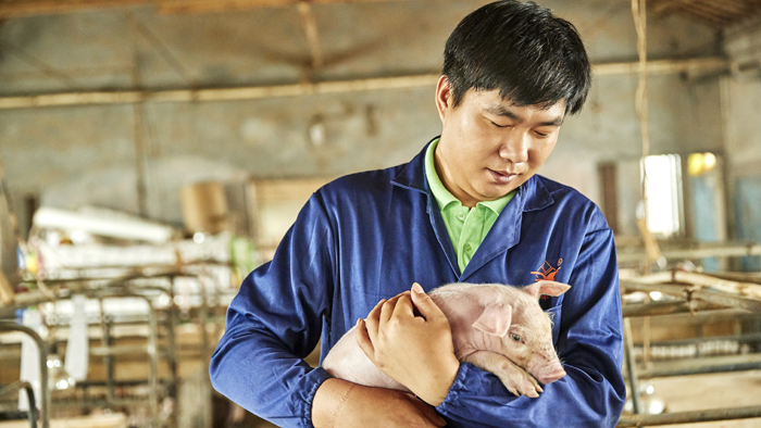 Swine | Boehringer Ingelheim