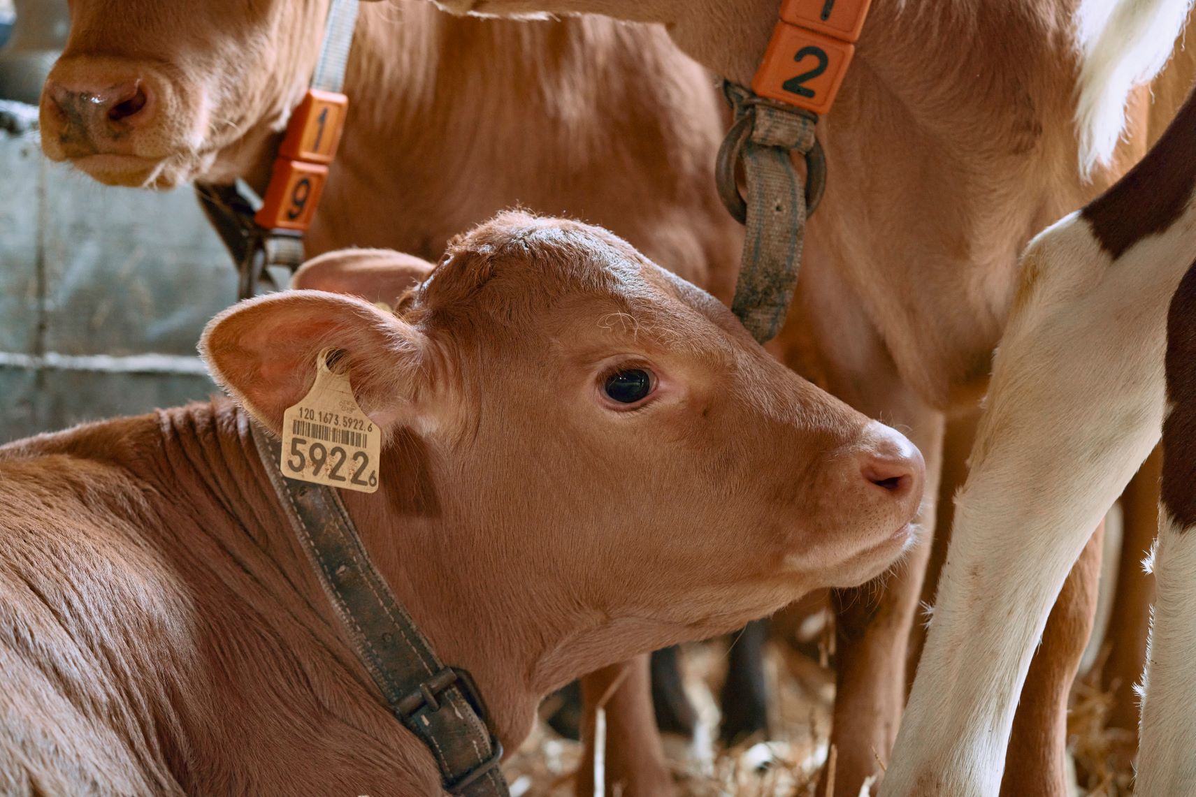 Transboundary animal diseases: how to improve veterinary public health