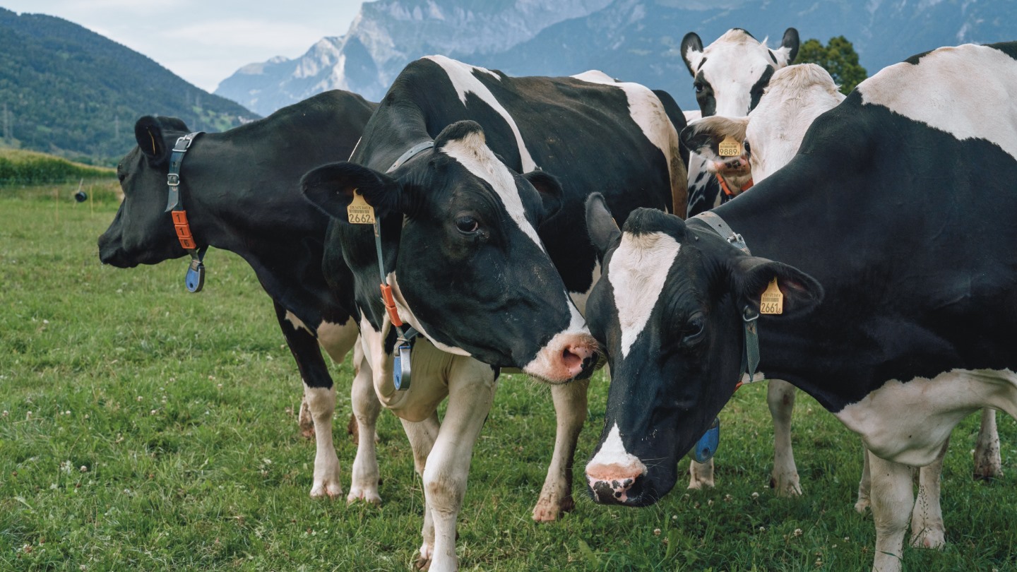 Ruminants | Boehringer Ingelheim