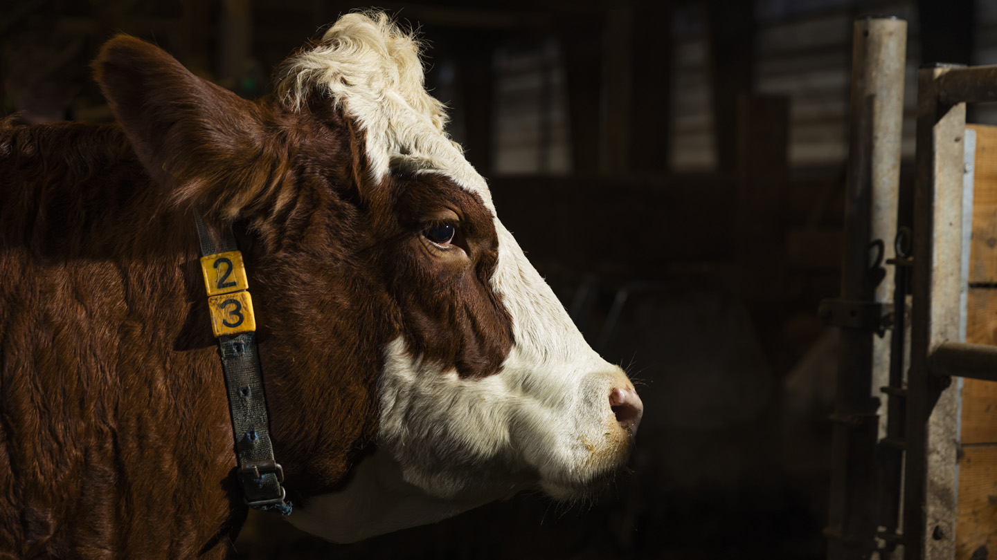 Ruminant parasite control in a nutshell | Boehringer Ingelheim