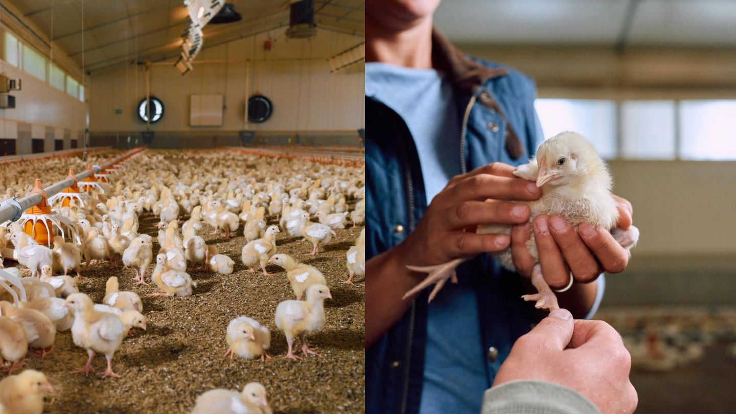 Poultry disease prevention includes strong immune health | Boehringer ...