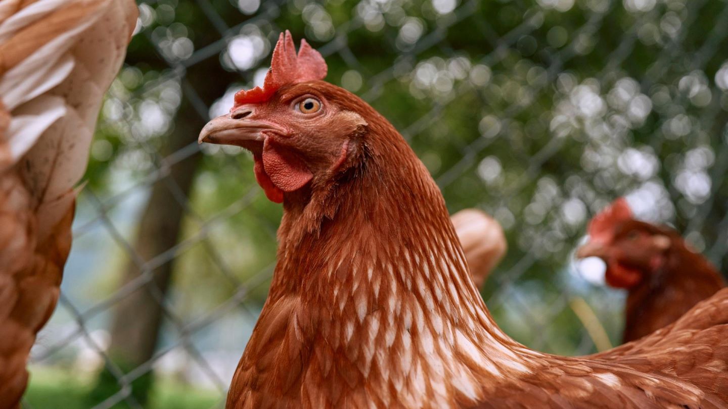 Tierarzneimittel | Geflügel | Boehringer Ingelheim DE