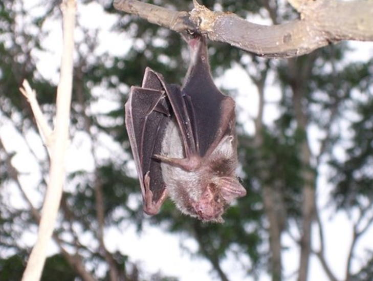 Vampire Bats & Rabies: A Potential New Threat | Boehringer Ingelheim US